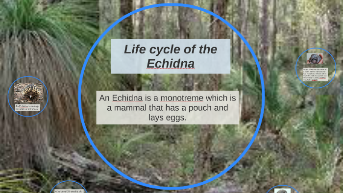 Life cycle of the Echidna by kate maskell on Prezi