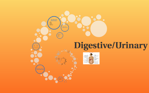 Digestive/Urinary Systems by Laken Patterson on Prezi