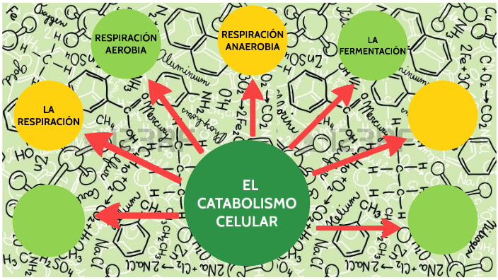 El Catabolismo Celular by sayuri makabe on Prezi
