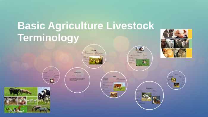 Basic Agriculture Livestock Terminology by Kaitlyn Baker on Prezi
