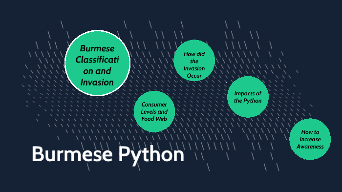 Burmese Python: Invasive Species by Nate Klein on Prezi