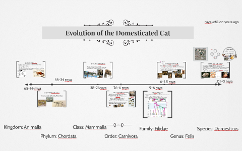 Evolution of the Domesticated Cat by Rachel Shifflet on Prezi