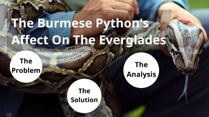 Burmese python by Spencer Dunn on Prezi