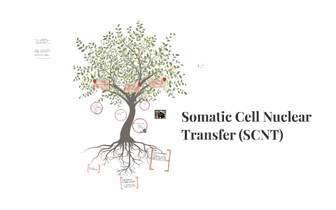 Somatic Cell Nuclear Transfer by tisan baird on Prezi