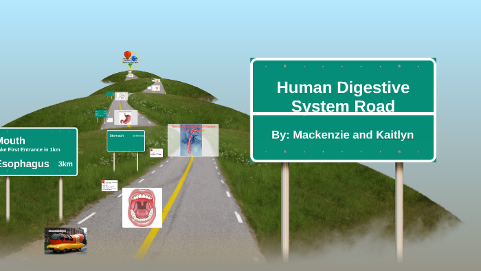 Human Digestive System Road by mackenzie kirk on Prezi