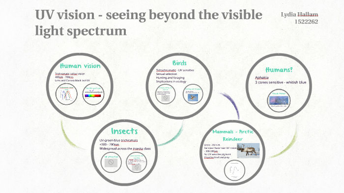 UV vision - seeing beyond the visible light spectrum by Lydia Hallam on ...