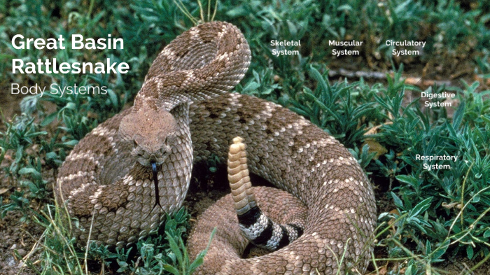 Great Basin Rattlesnake by Shaun Brunson on Prezi