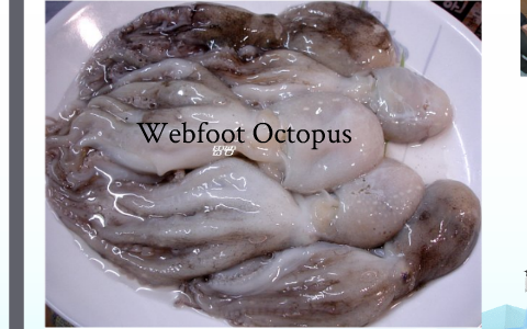 Webfoot Octopus by 동욱 이 on Prezi