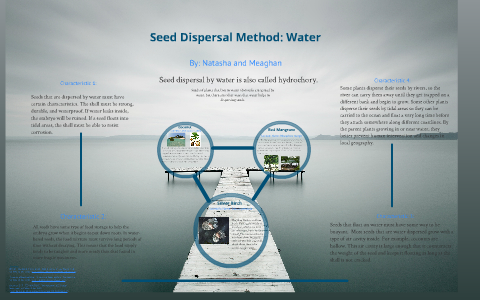Seed Dispersal Method: Water by Meaghan Sievers on Prezi