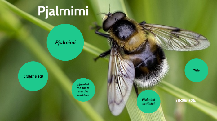 Pjalmimi by Flamur Shabani on Prezi