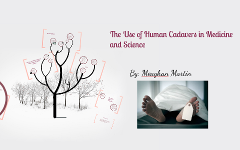 The Use of Human Cadavers in Medicine and Science by Meaghan Martin on ...