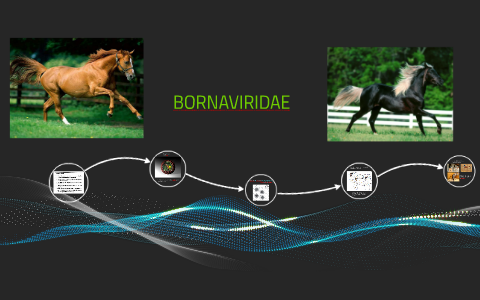 BORNAVIRIDAE by Myguel Naulaguari on Prezi