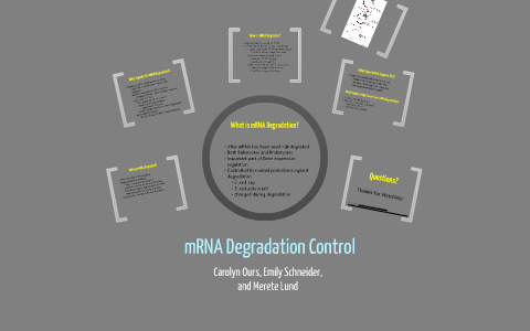 mRNA Degradation Control by Emily Schneider on Prezi