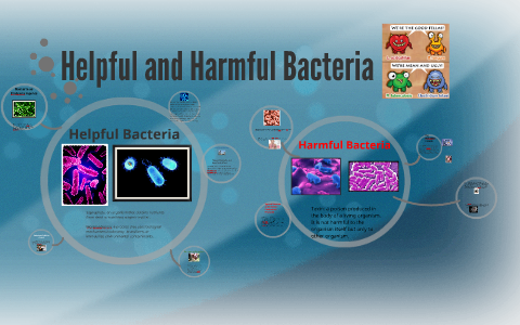 Helpful and Harmful Bacteria by Gerald Pascua on Prezi