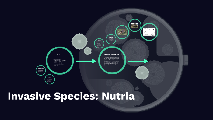 Invasive Species: Nutria by Damian Torres on Prezi