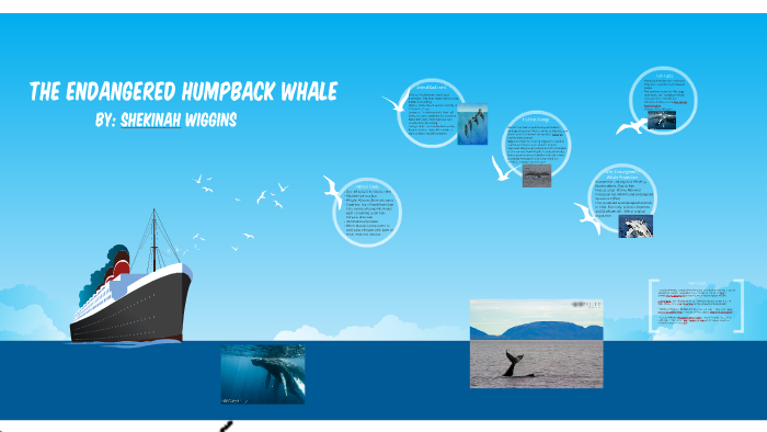 The endangered humpback whale by Shekinah Wiggins on Prezi