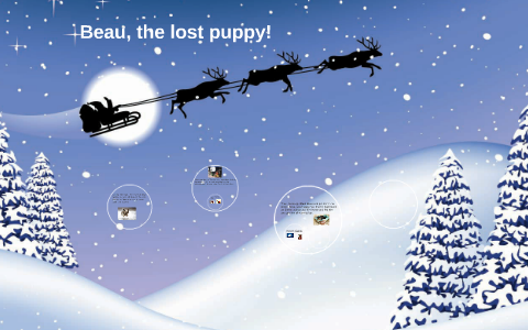 Beau, the lost puppy! by Sarah Meece on Prezi