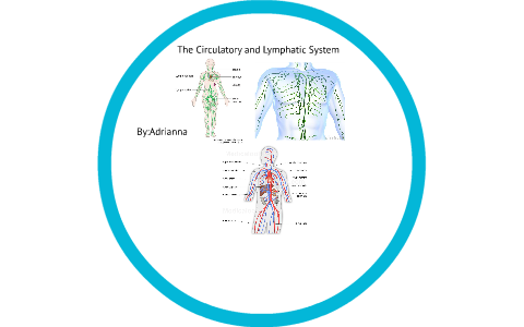 The Circulatory and Lymphatic System by Lyndsay MacKay on Prezi