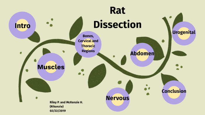 Rat Dissection Diary by Riley Pullen on Prezi