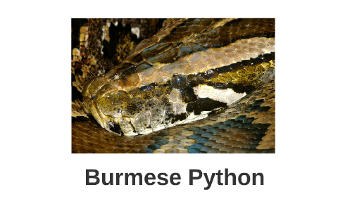 Burmese Python by cheesey cheese on Prezi