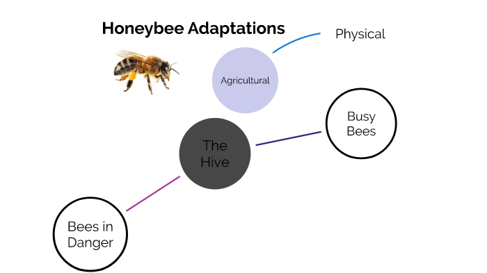 Honeybee Adaptations by A Baque on Prezi