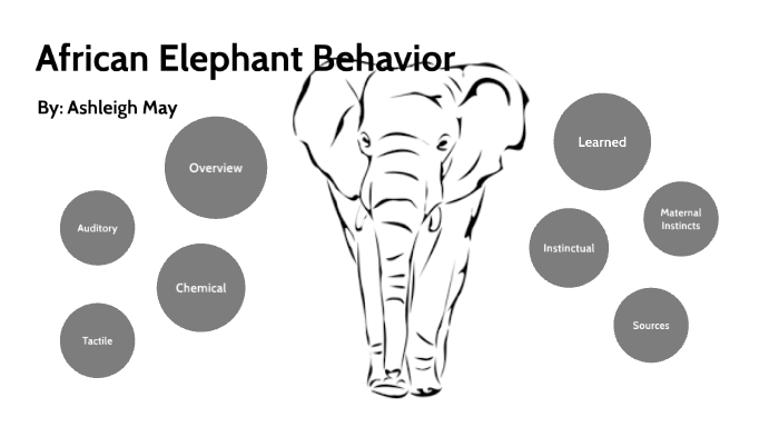Elephant Behavior by Ashleigh May on Prezi