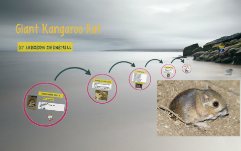 Giant Kangaroo Rat by Jackson Hoenshell on Prezi