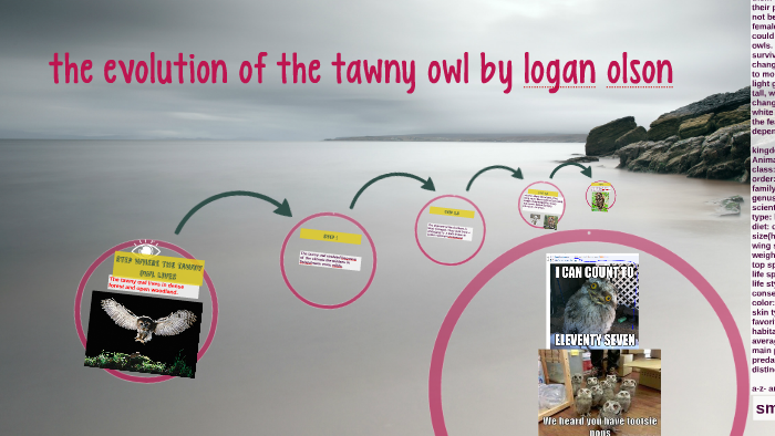 the evolution of the tawny owl by logan olson by Independence High on Prezi