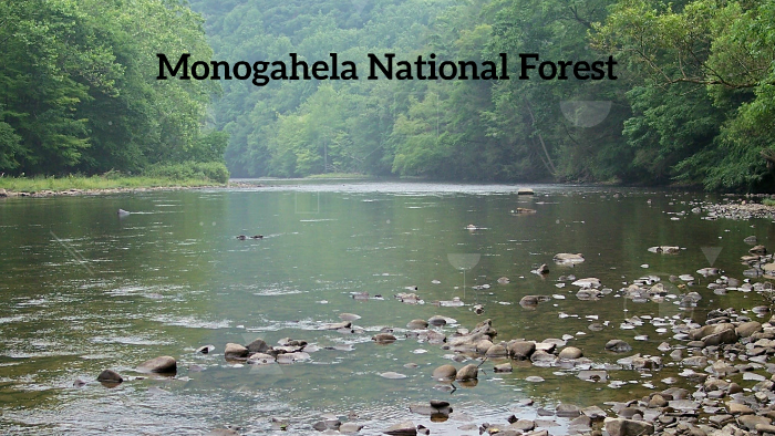 Monogahela National Forest by Margie Brennan on Prezi