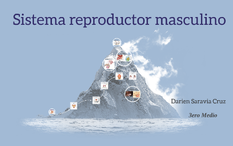 Sistema reproductor masculino by Darienx Saravia on Prezi