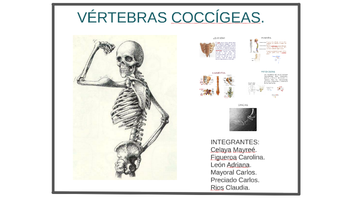 VERTEBRAS COCCÍGEAS. by Carolina Figueroa on Prezi