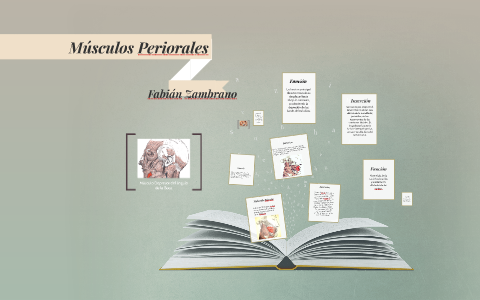 Músculos Periorales by Alejandra Guerron on Prezi