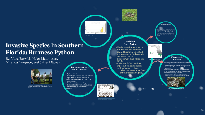 Invasive Species: Burmese Python by on Prezi