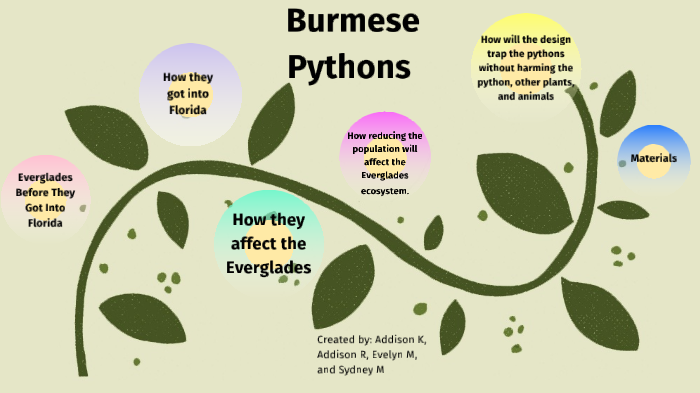 How to Trap Burmese Pythons by Evelyn Morack on Prezi