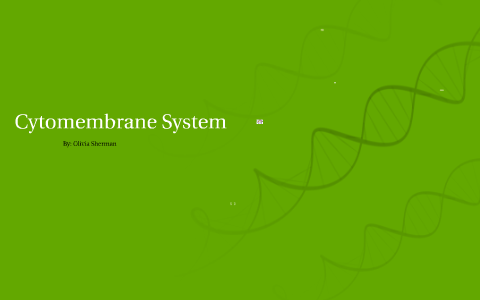 Cytomembrane System by Olivia Taylor on Prezi