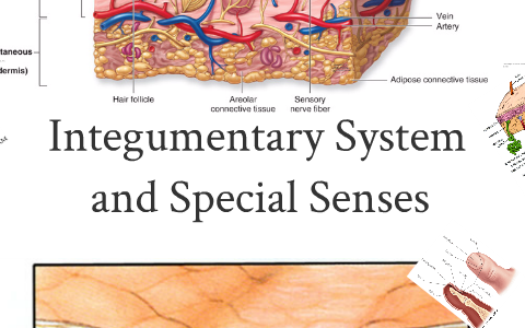 Integumentary System and Special Senses by Chelsea Meyers on Prezi