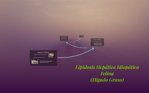 Lipidosis Hepática Idiopática Felina by