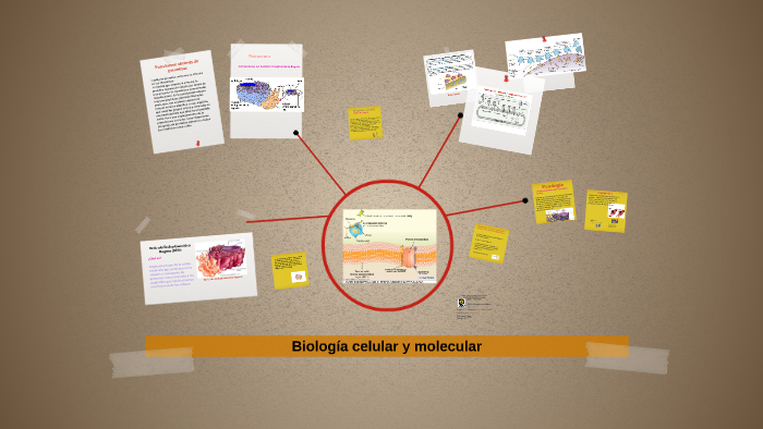 Retículo Endoplasmático Rugoso (RER) by karen arguijo on Prezi