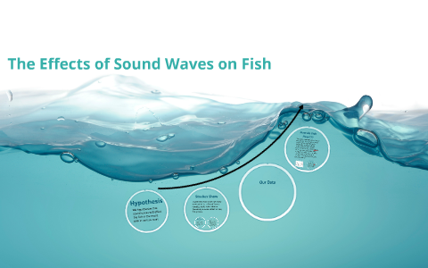 The Effects of Sound Waves on Fish by Lauren Cockrell on Prezi
