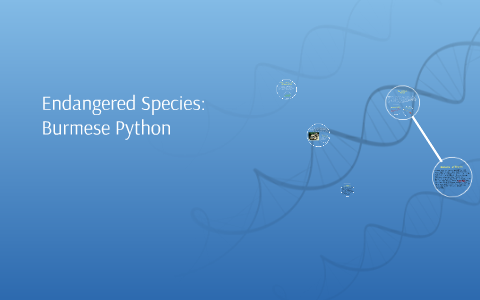 Burmese Python by Raven Rea on Prezi