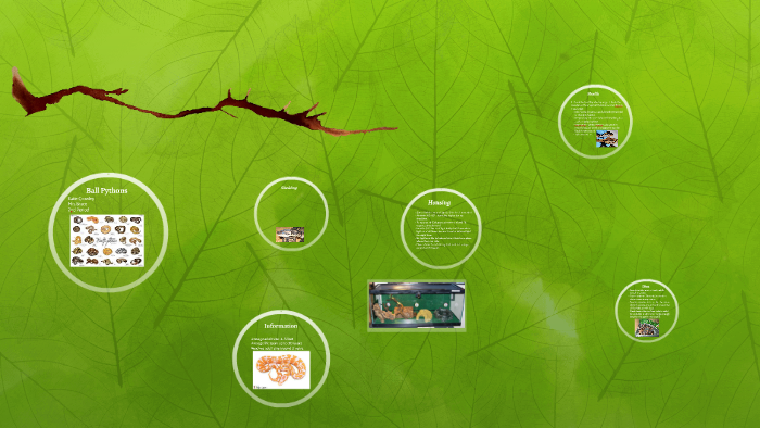 Ball Pythons by Katie Crowley on Prezi