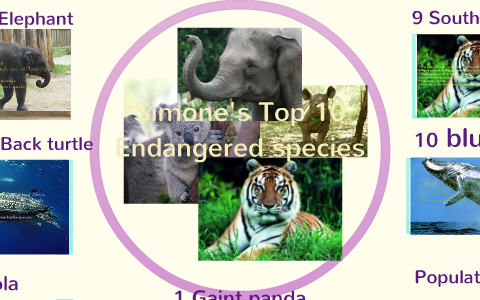 Top 10 Endangered Animals by Simone G