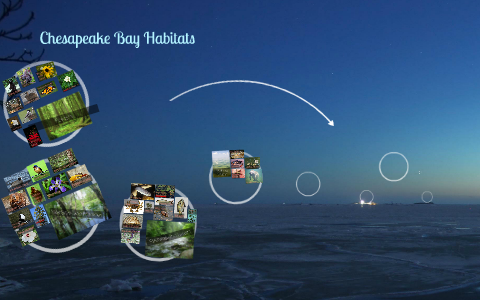Chesapeake bay habitat by Rosemarie . on Prezi