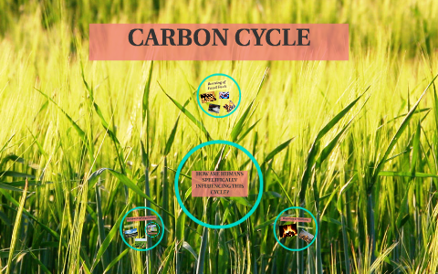 Carbon Cycle by Katelynn Pennington on Prezi