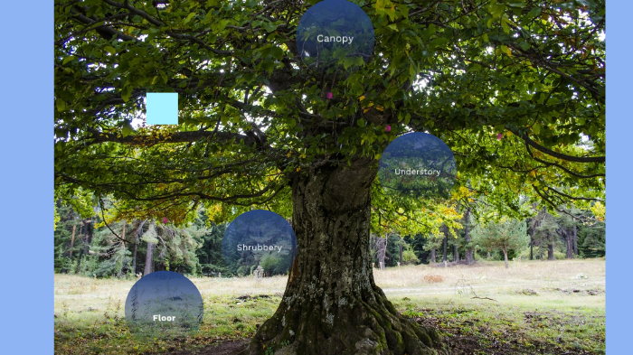 Levels of the tree by Sarah Hasan on Prezi
