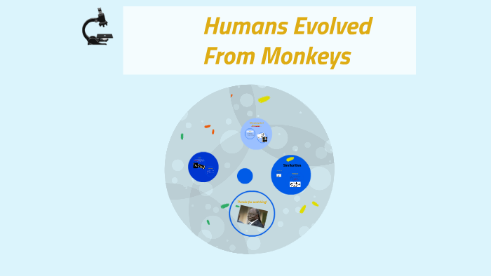 Humans Evolved From Monkeys by Natasha Whitnah on Prezi
