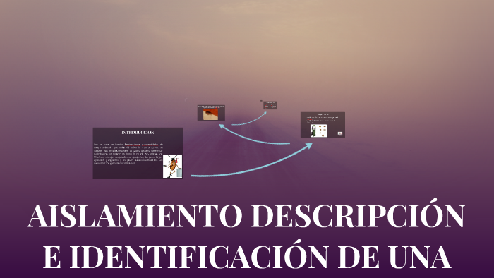 AISLAMIENTO DESCRIPCIÓN E IDENTIFICACIÓN DE UNA BACTERIA ASO by Daniela ...