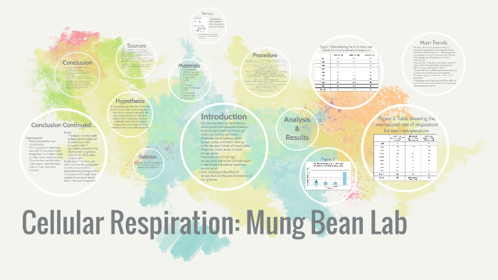 Cellular Respiration: Mung Bean Lab by Nicole VanderWoude on Prezi