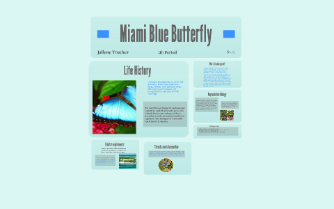 Miami Blue Butterfly by Jailene Trochez on Prezi