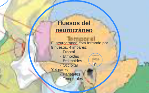 Huesos del neurocráneo by Ray Celis